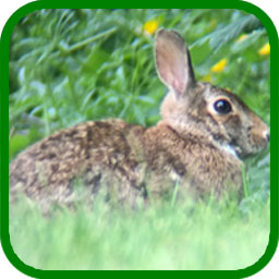 Specific Set Information – Ultimate Hunting Calls